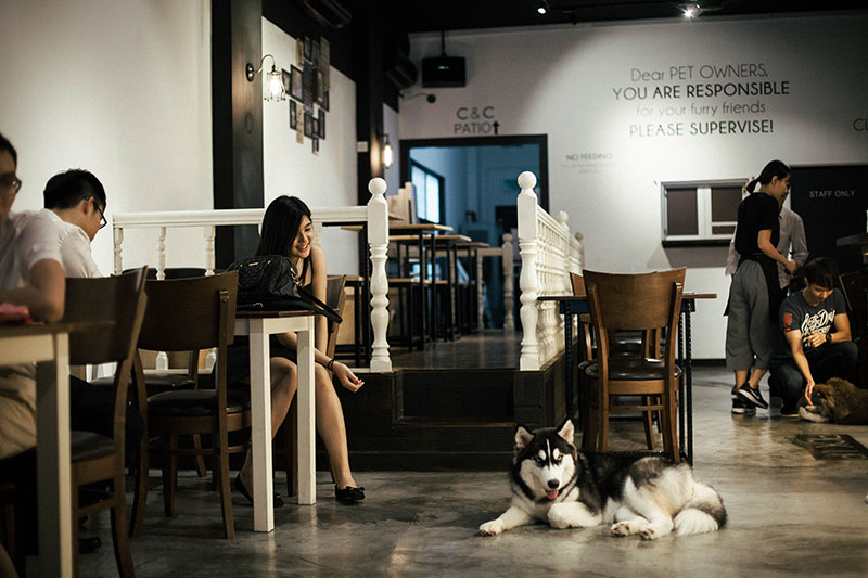 Top 10 Pet Cafes In KL And Selangor With Adorable Pets KL Foodie Top 10 Pet Cafes In KL And Selangor With Adorable Pets KL Foodie
