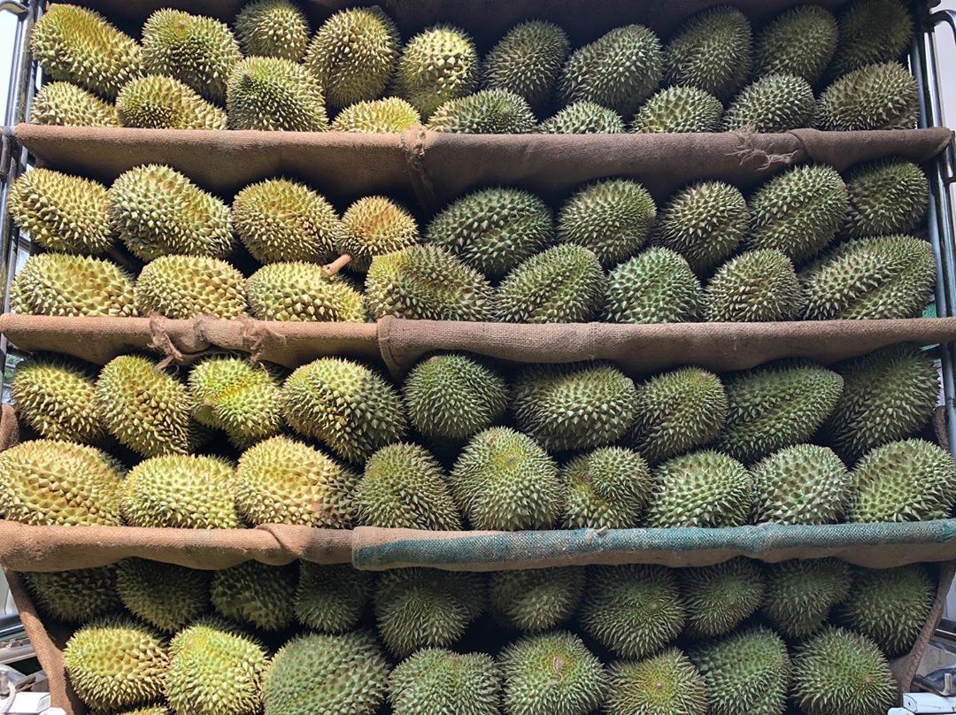 Largest Durian Festival Will Be Happening In Genting From May Onwards