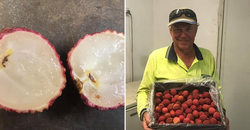 Australian Farmer Succeeds In Growing First-Ever Seedless Lychees After ...