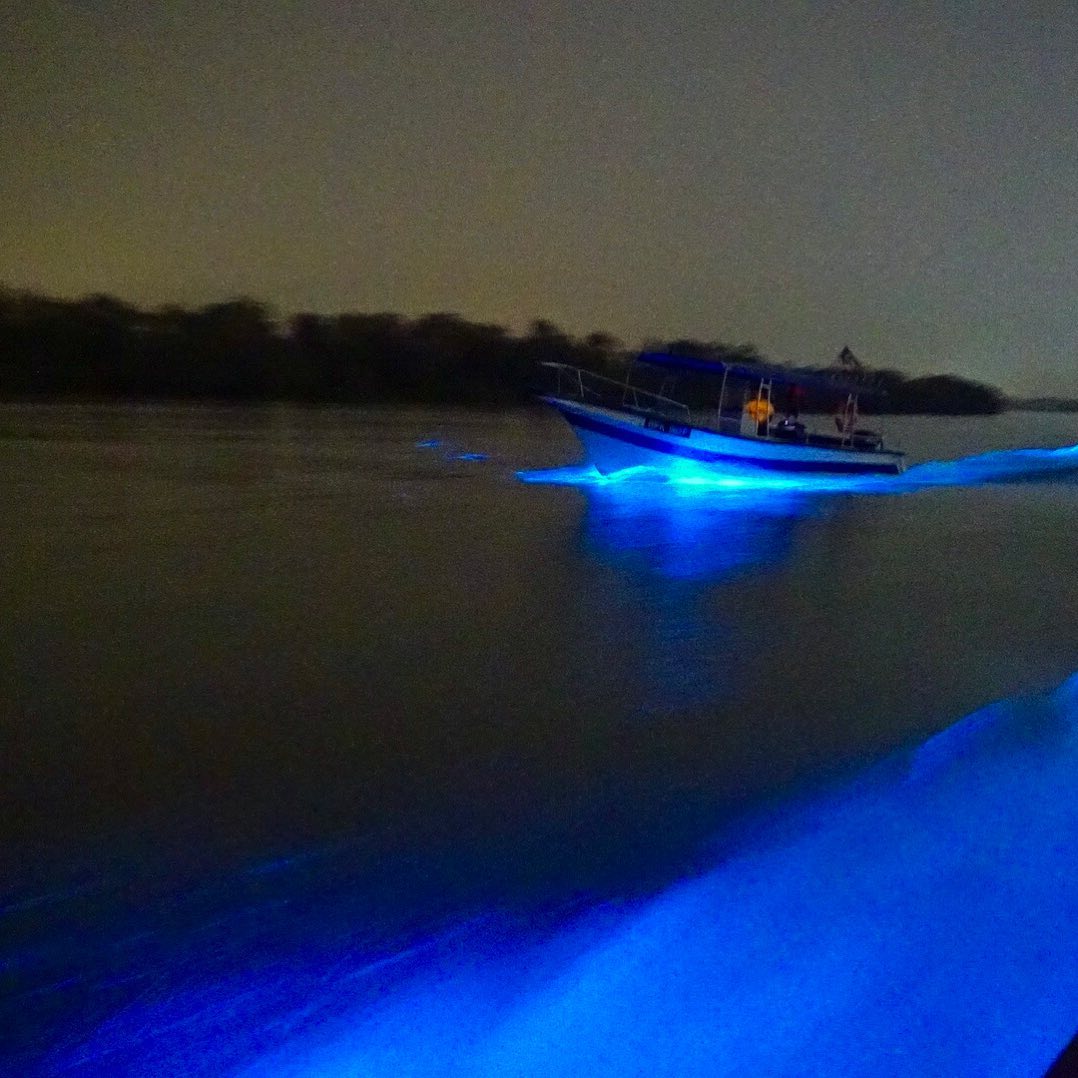 This Spectacular "Blue Tears" Phenomenon Lights Up The Kuala Selangor ...