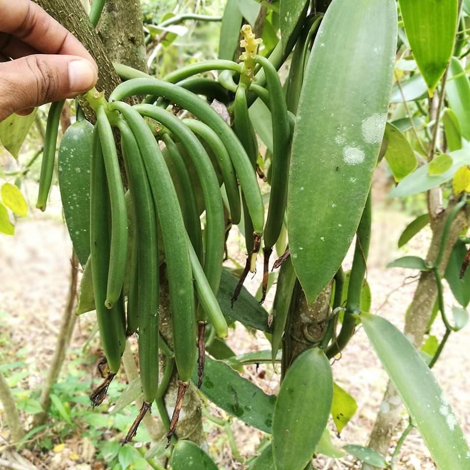 This Farm Cafe In Pahang Serves Fresh Vanilla Ice Cream Made From Self ...