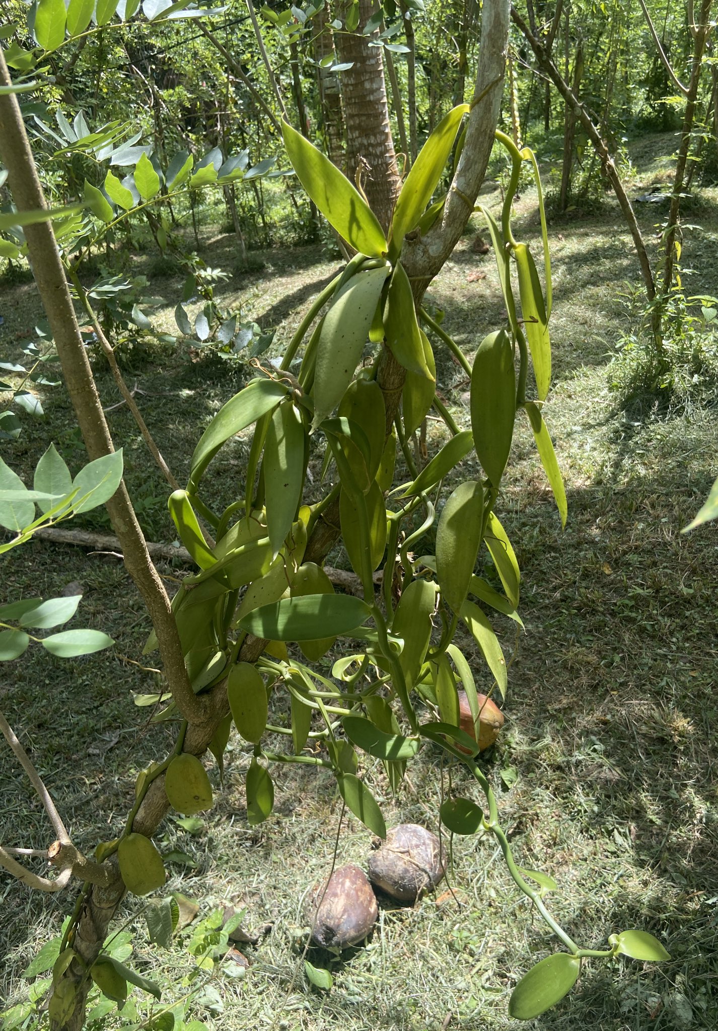 This Farm Cafe In Pahang Serves Fresh Vanilla Ice Cream Made From Self ...