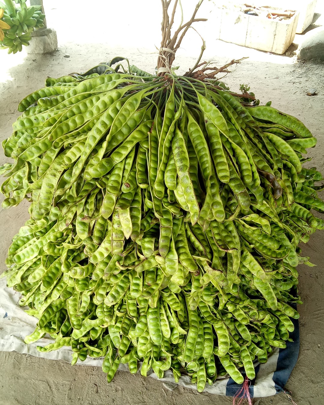 The Ministry Of Health Strongly Recommends Eating More Petai As It ...