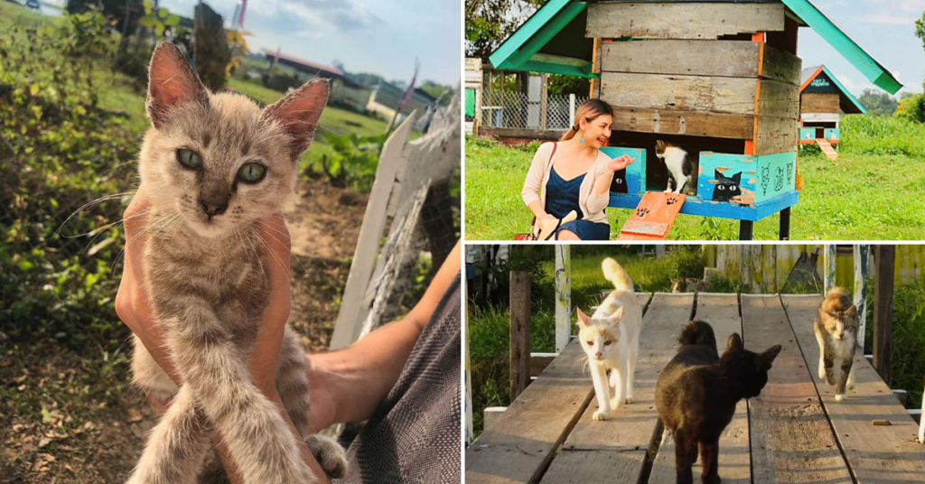 Prepare To Be Bombarded With Cuteness Overload At This Cat Island In ...