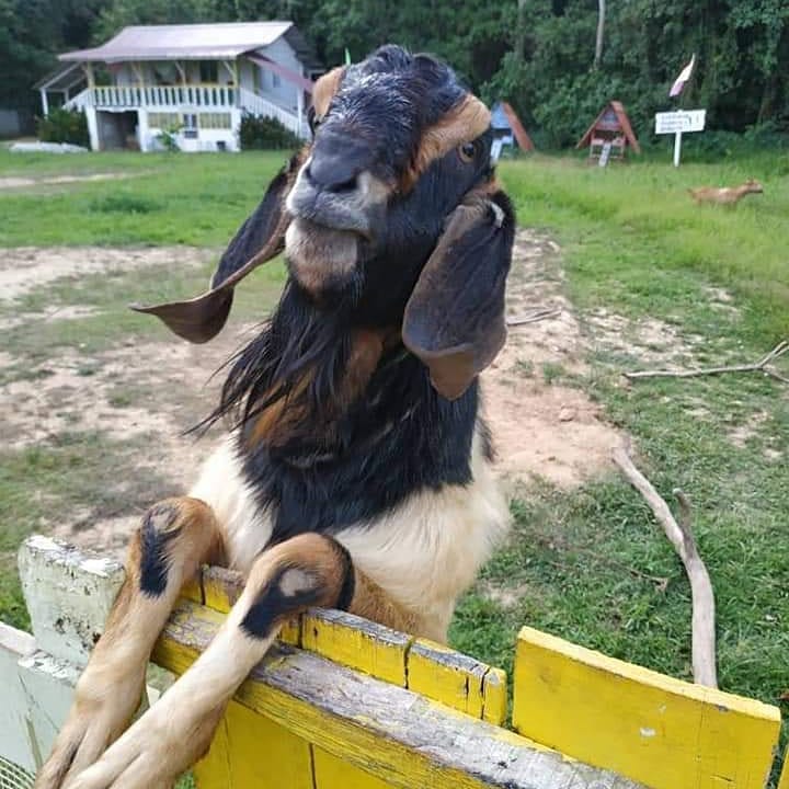 Prepare To Be Bombarded With Cuteness Overload At This Cat Island In ...