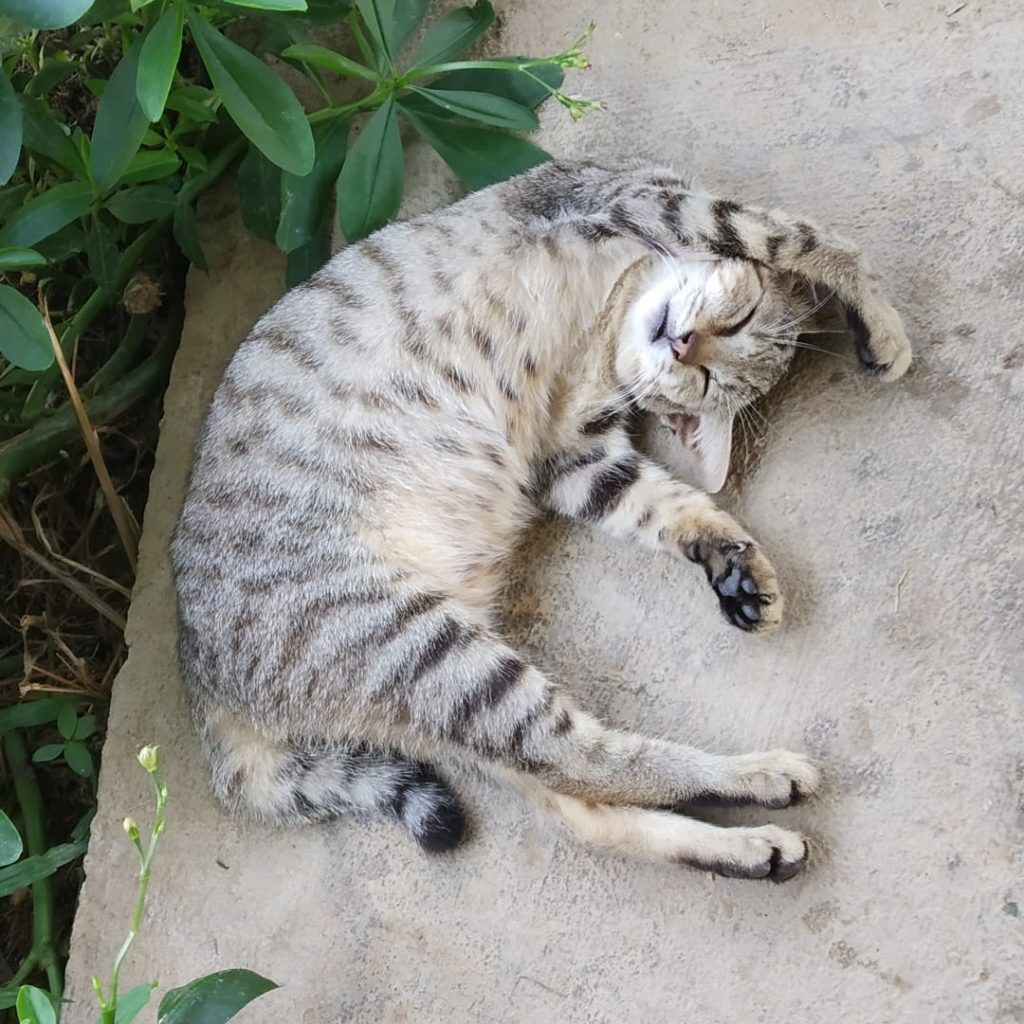 Prepare To Be Bombarded With Cuteness Overload At This Cat Island In ...
