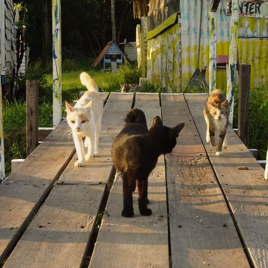 Prepare To Be Bombarded With Cuteness Overload At This Cat Island In ...