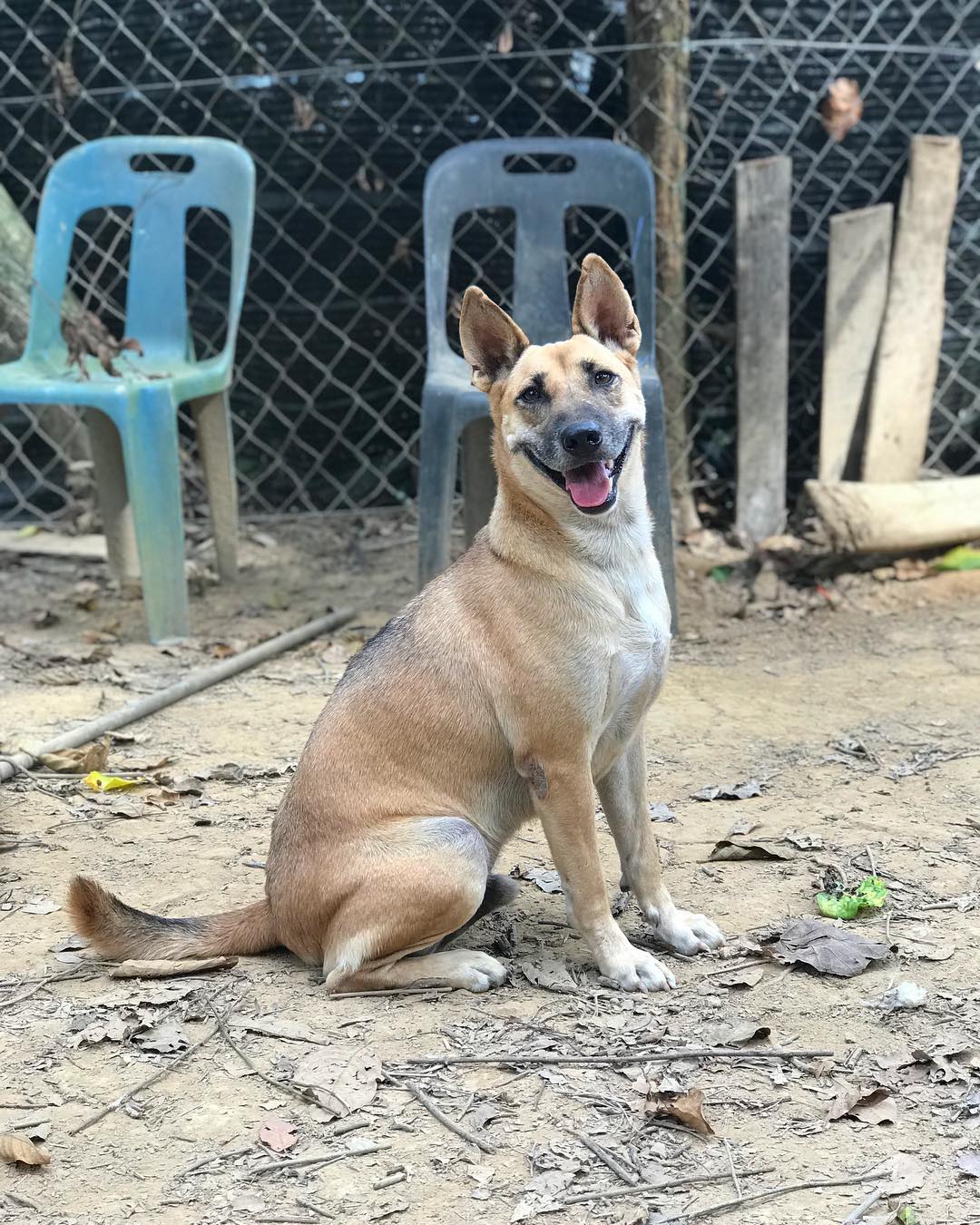 Prepare To Be Bombarded With Cuteness Overload At This Cat Island In ...
