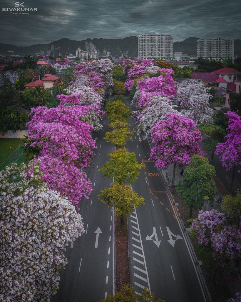 There Are Over 10,000 Beautiful Tecoma Trees Planted In KL & Here Are A ...