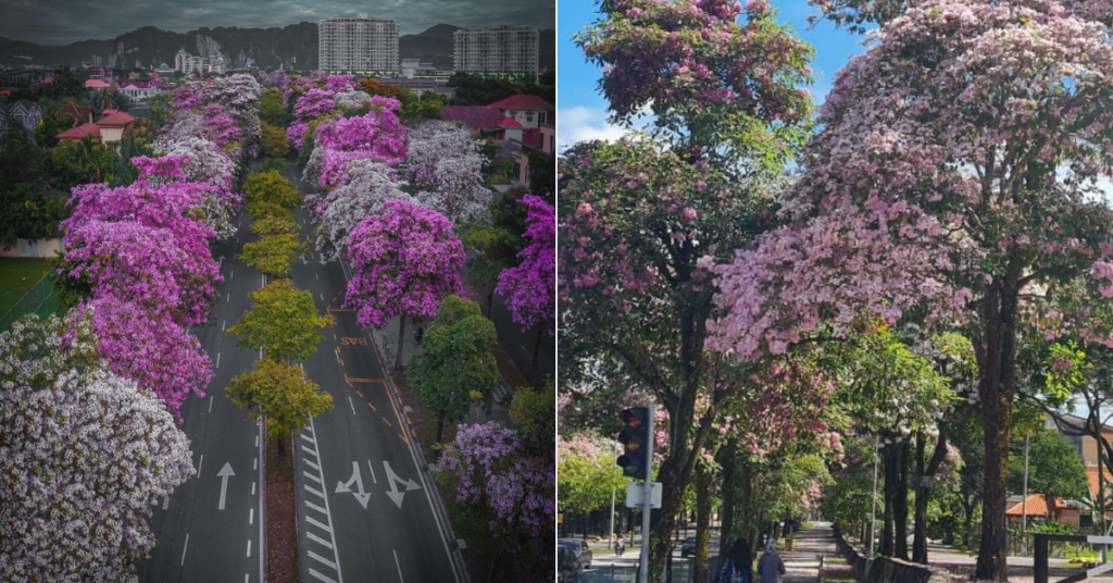 There Are Over 10,000 Beautiful Tecoma Trees Planted In KL & Here Are A ...