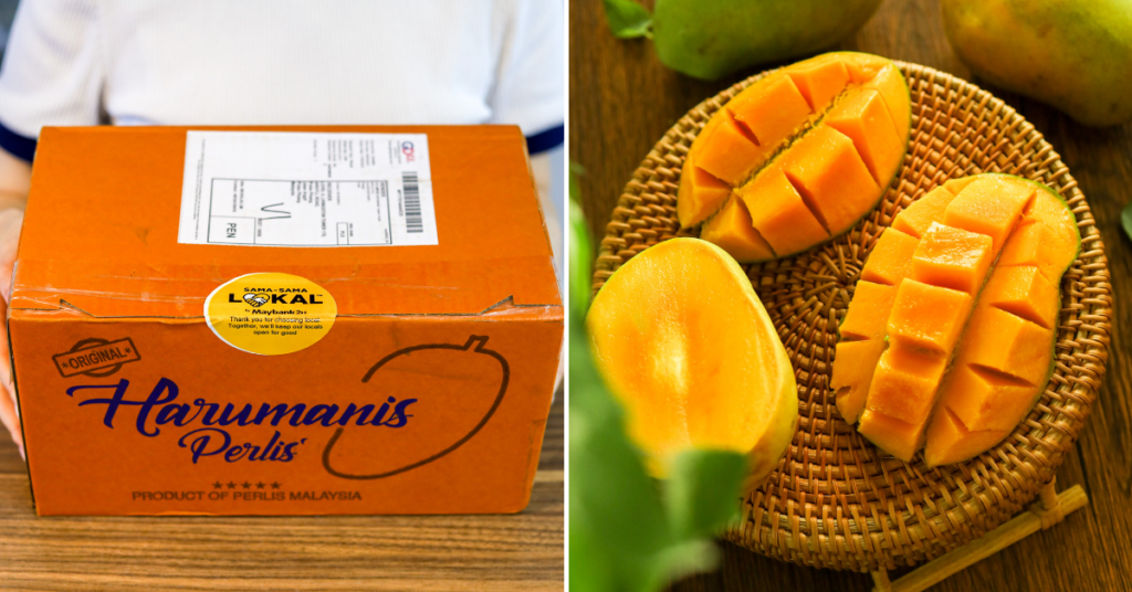 Harumanis: This Local Mango From Perlis Is Dubbed As The "Musang King ...