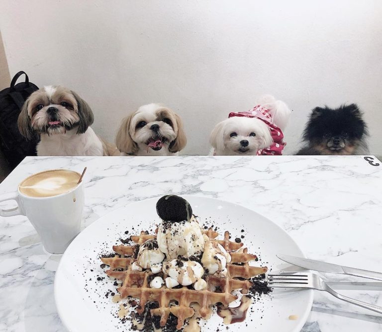 15 Pet Cafes With The Most Adorable Pets To Check Out In KL & PJ (2023 ...