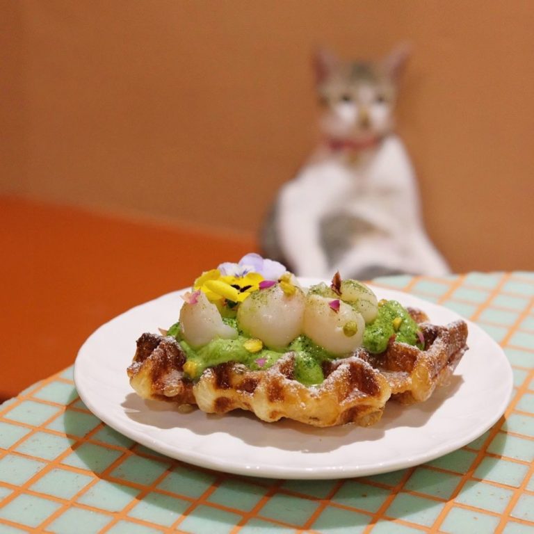 15 Pet Cafes With The Most Adorable Pets To Check Out In KL & PJ (2023 ...