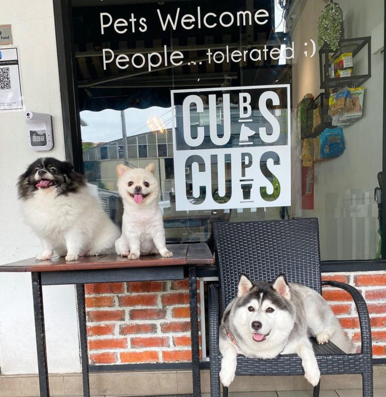 15 Pet Cafes With The Most Adorable Pets To Check Out In KL & PJ (2023 ...
