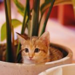 15 Pet Cafes With The Most Adorable Pets To Check Out In KL & PJ (2023 ...