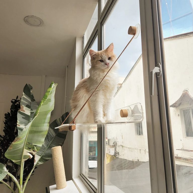 15 Pet Cafes With The Most Adorable Pets To Check Out In KL & PJ (2023 ...