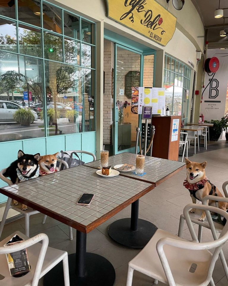 15 Pet Cafes With The Most Adorable Pets To Check Out In KL & PJ (2023 ...