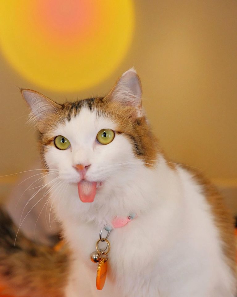 15 Pet Cafes With The Most Adorable Pets To Check Out In KL & PJ (2023 ...