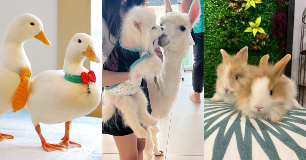 15 Pet Cafes With The Most Adorable Pets To Check Out In KL & PJ (2023 ...