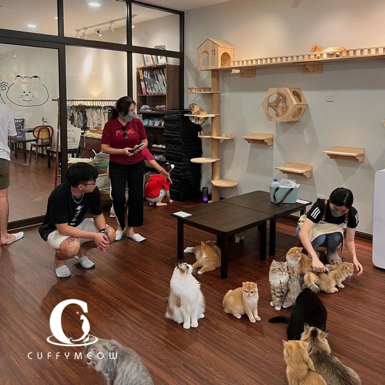 15 Pet Cafes With The Most Adorable Pets To Check Out In KL & PJ (2023 ...