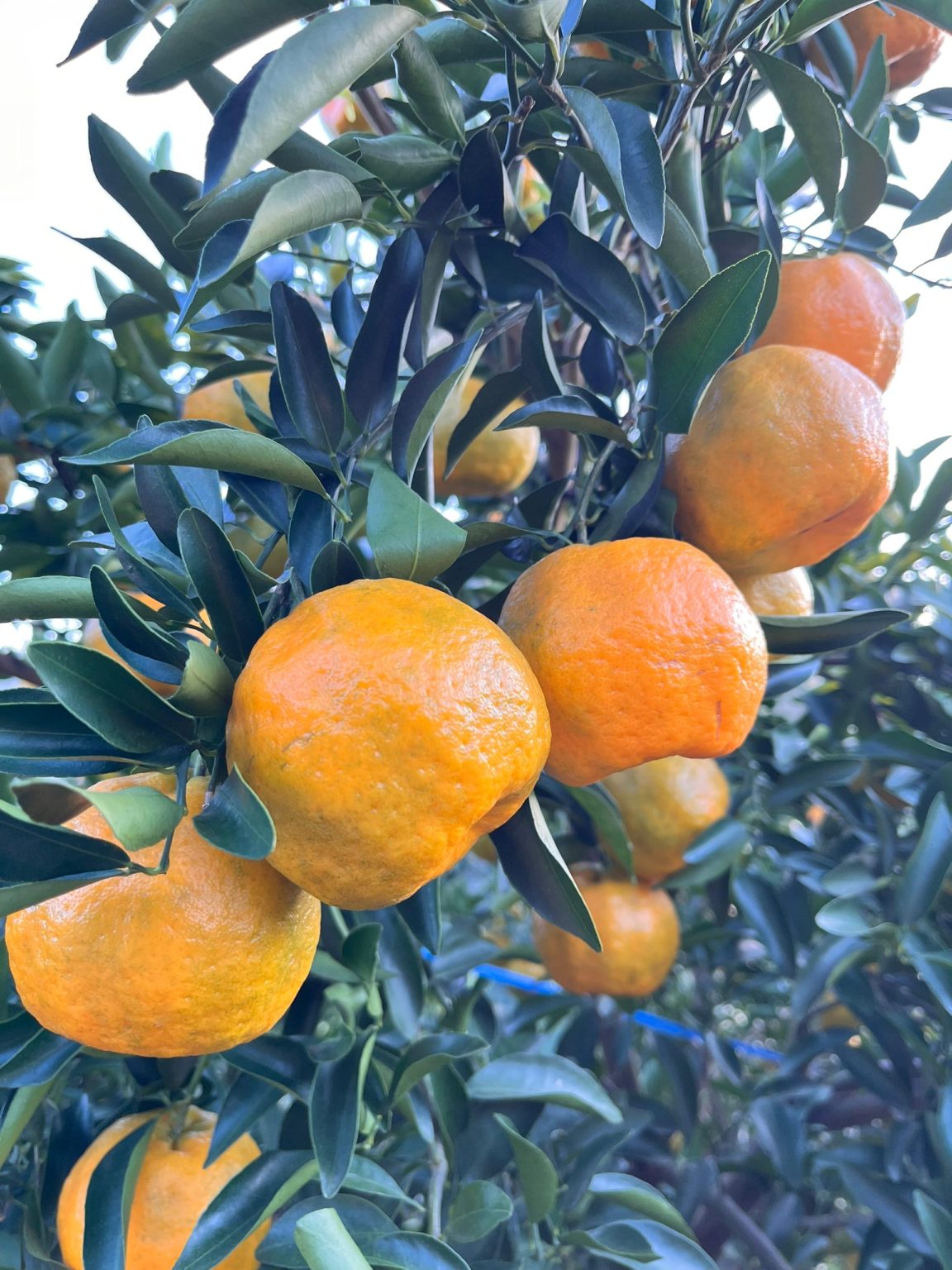 Celebrate A Galloping Year Of Success With Tian Tian Mandarin Oranges ...